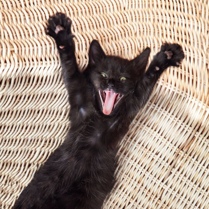 Black Cat Countdown Day 4 Cat Box Zen Black Cat Countdown Day 4 Cat Box Zen